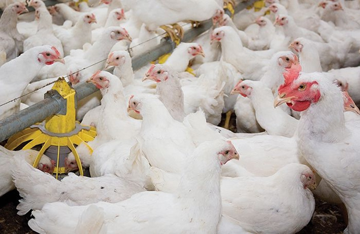 3 broiler farm biosecurity keys to mitigate disease risks | WATTAgNet ...
