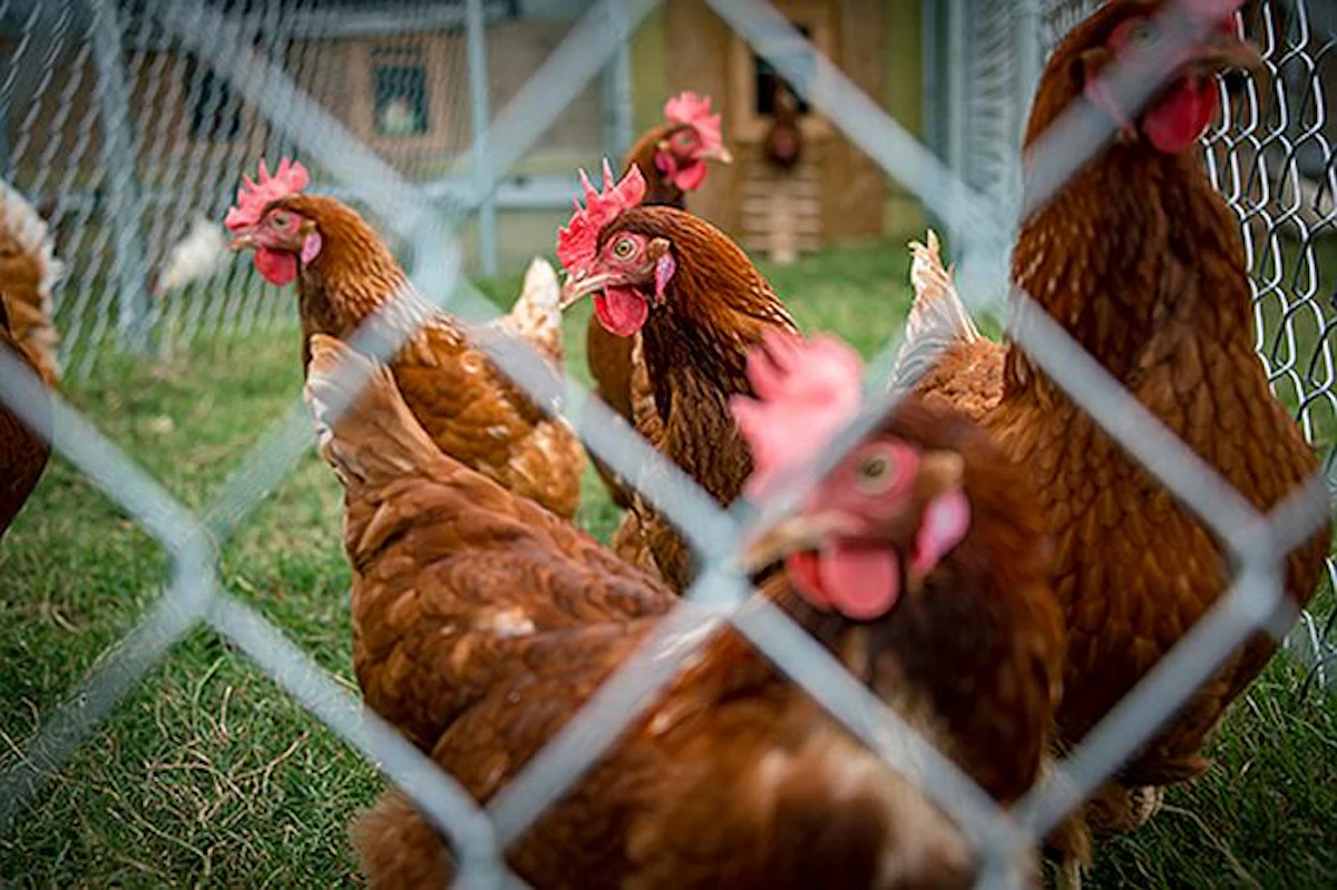 New cage-free layer unit at Mississippi State University | WATTAgNet ...