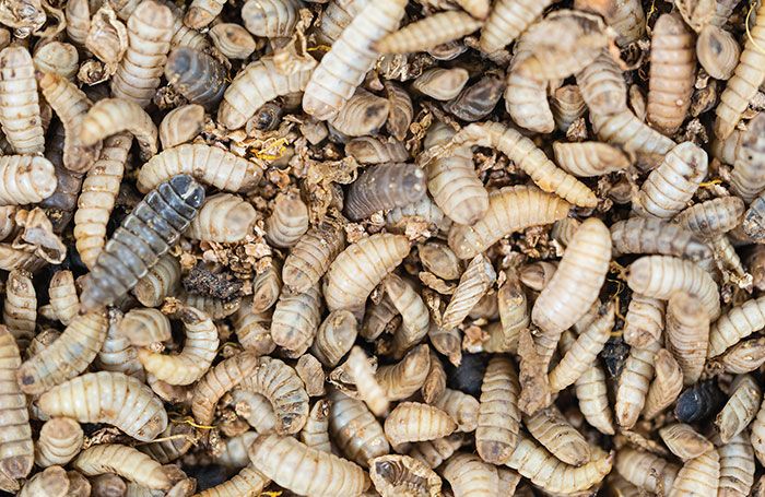 EU's booming insect market requires collaboration to grow | WATTAgNet ...