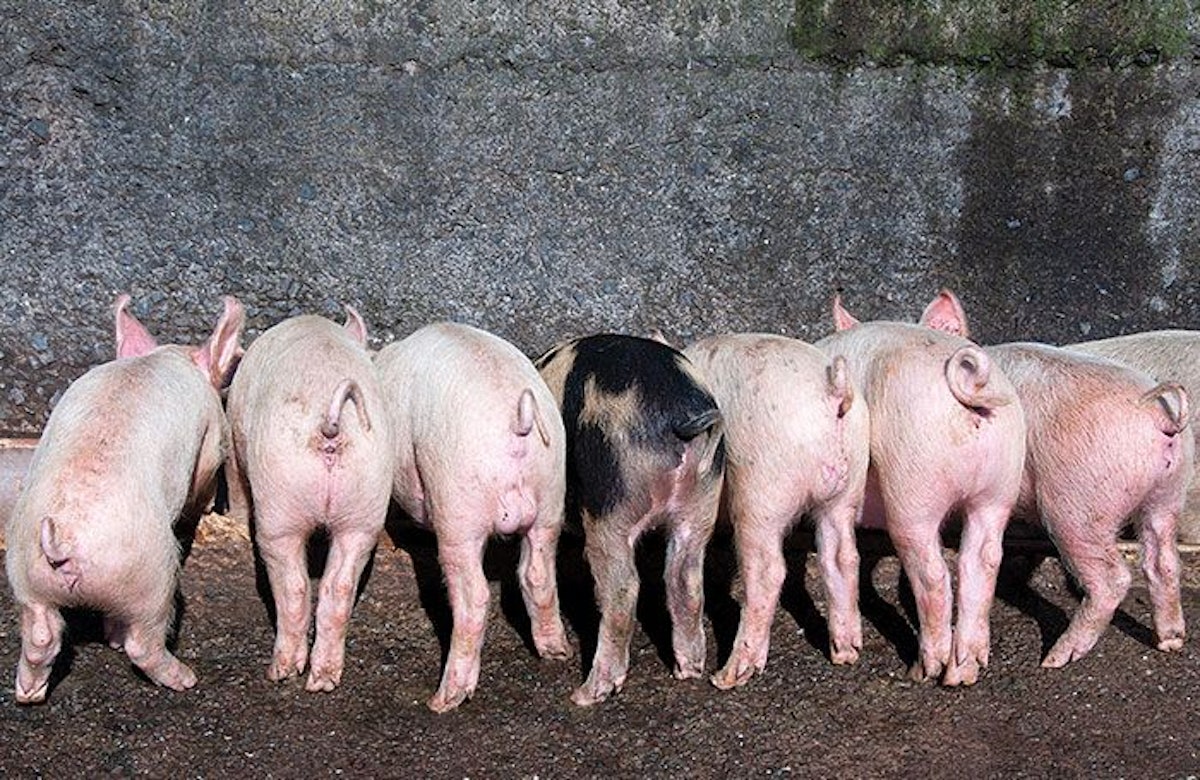 Typical piglet nutrition program, explained | WATTAgNet | WATTPoultry.com