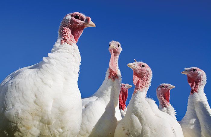 The top 10 turkey industry health challenges of 2018 | WATTAgNet ...