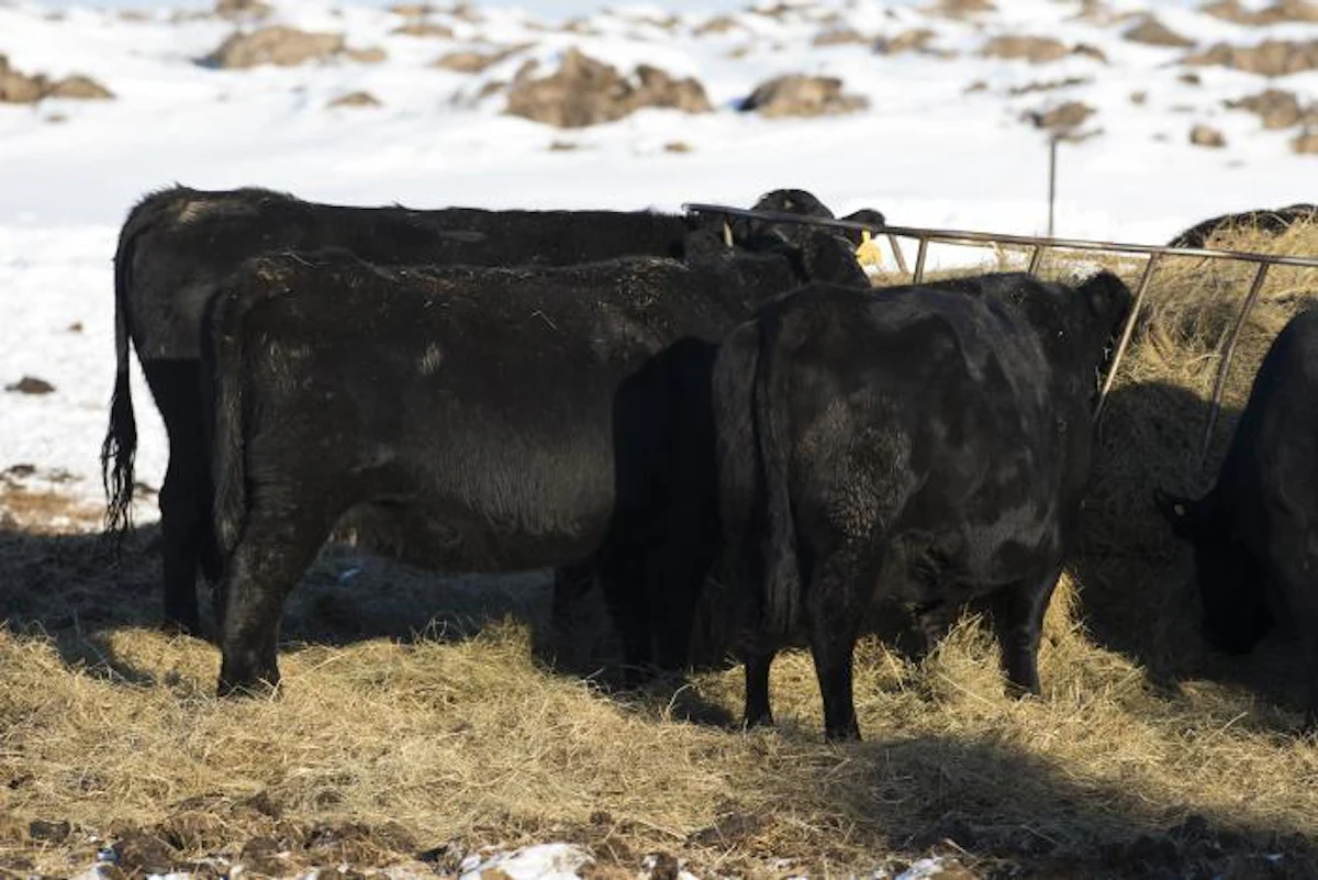 5 best practices for feeding gestating cows | WATTAgNet | WATTPoultry.com