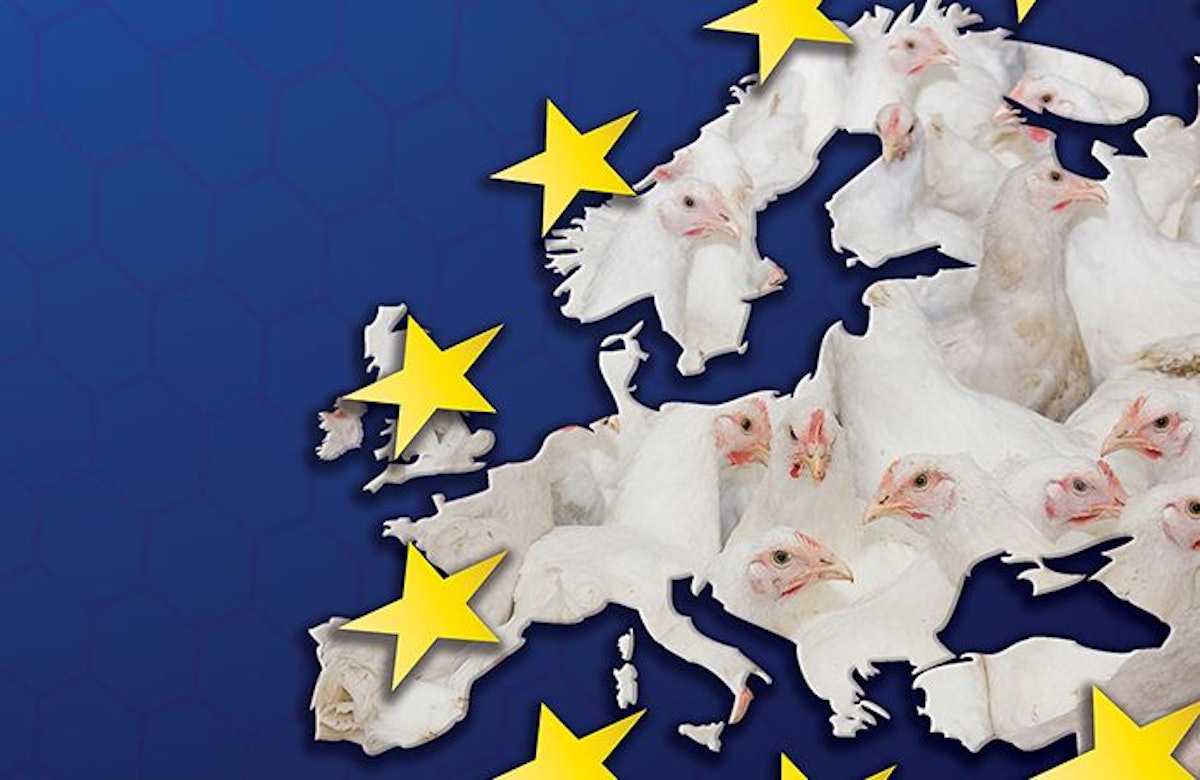 European poultry production growth forecast to slow | WATTAgNet ...