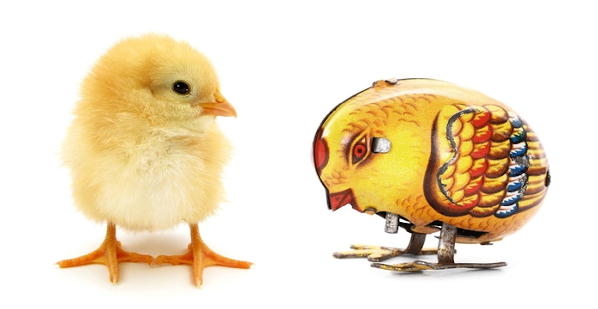 Cyborg chickens or hens in the future | WATTAgNet | WATTPoultry.com