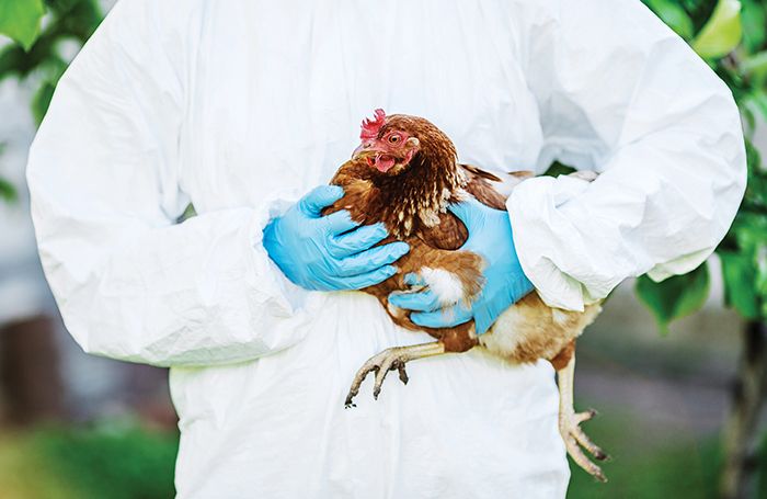 What egg producers need to know about infectious coryza | WATTAgNet ...
