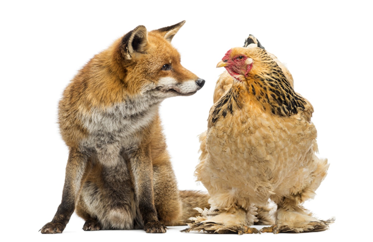 Not your typical fox in the hen house story | WATTAgNet | WATTPoultry.com