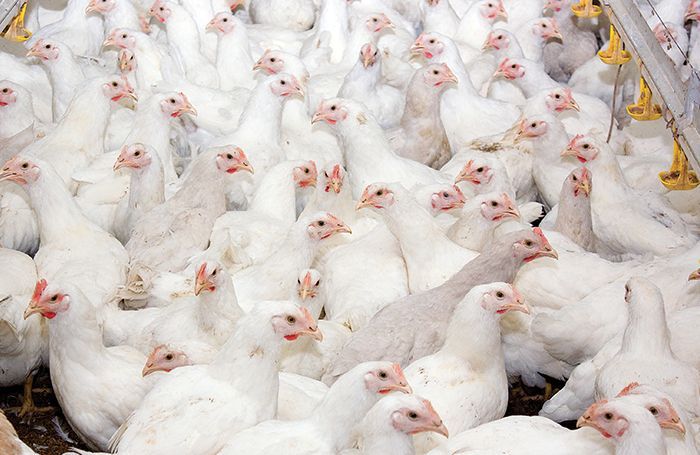 World poultry production to top 128 million tons in 2019 | WATTAgNet ...
