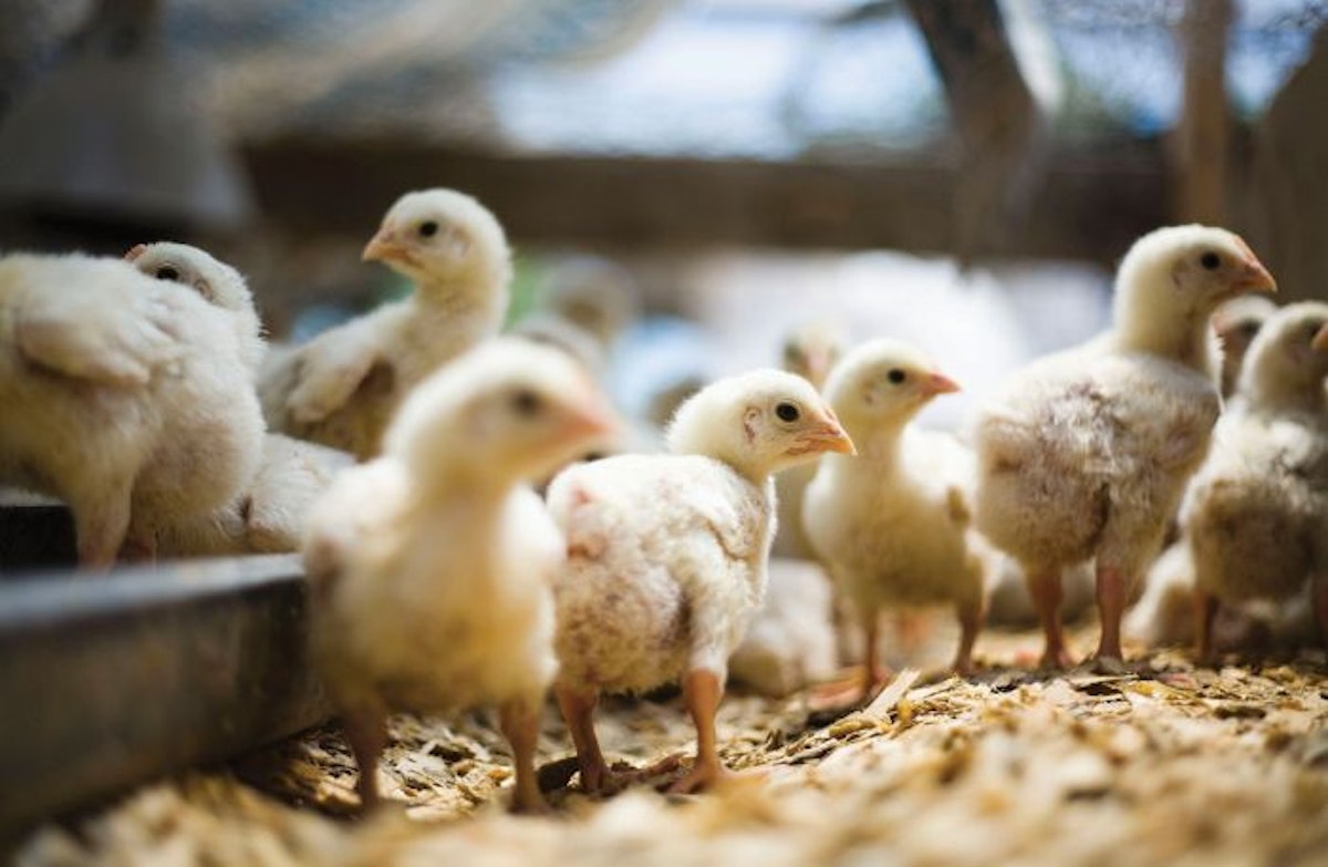 Initiative aims to create, empower future poultry producers | WATTAgNet ...