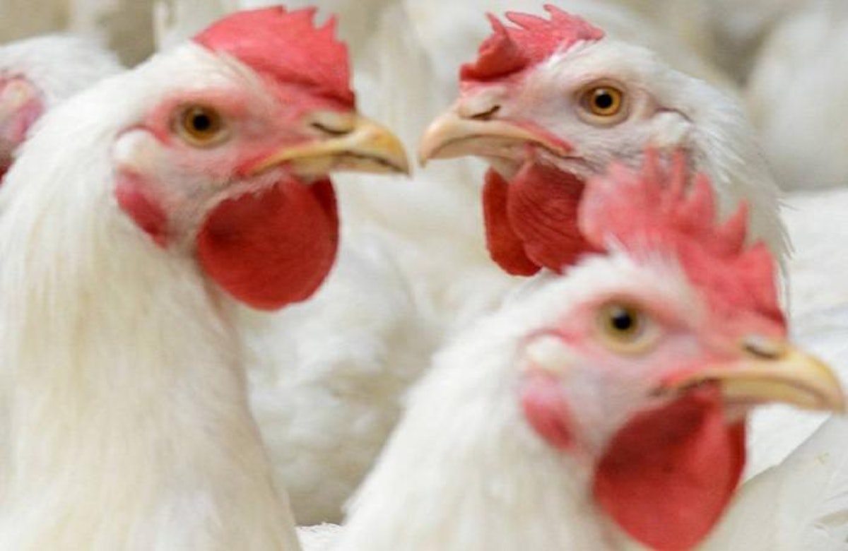 Top broiler producing states differ by head, weight | WATTPoultry.com