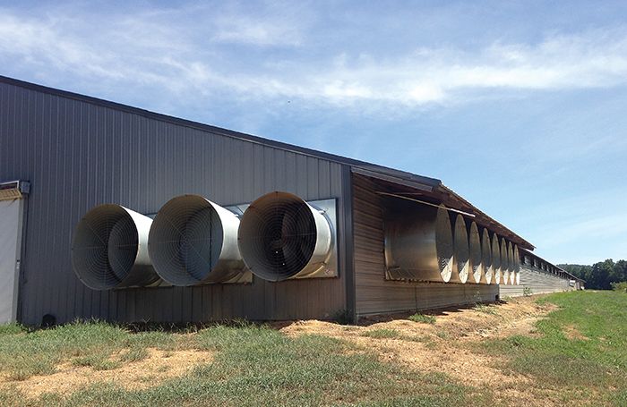 4 keys to cooling broilers using tunnel ventilation | WATTAgNet ...