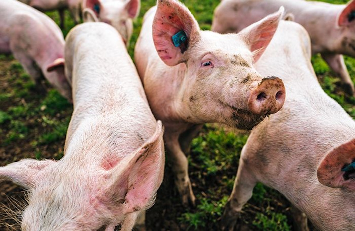 The effect of feed particle size on pig health | WATTAgNet ...