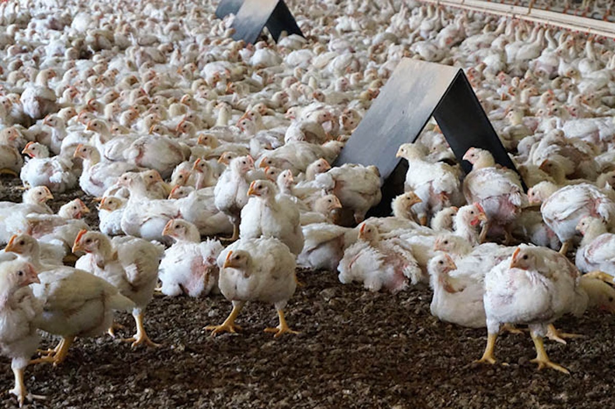Meeting the changing demands of today’s chicken consumer | WATTAgNet ...