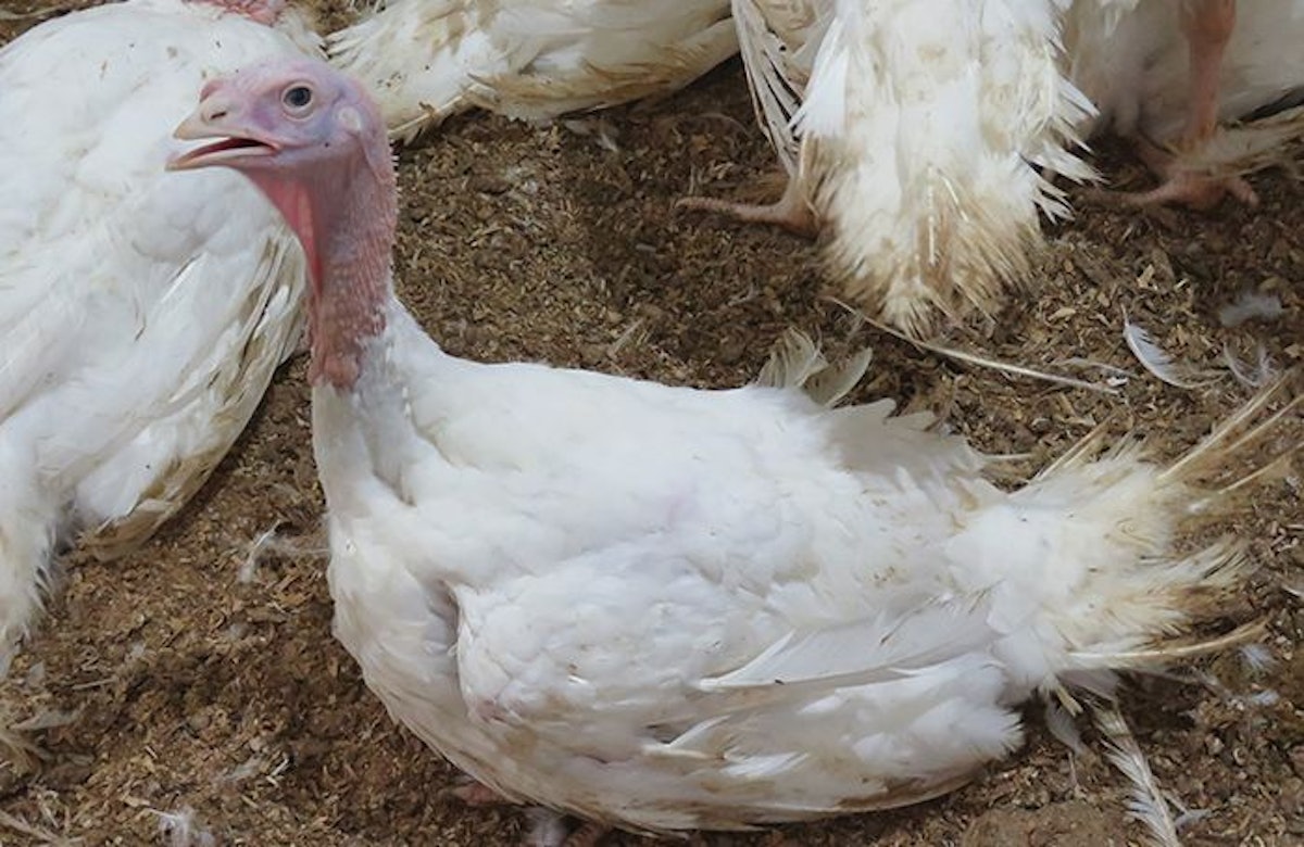 Virginia Poultry Growers Co-op depends on growers for its future ...