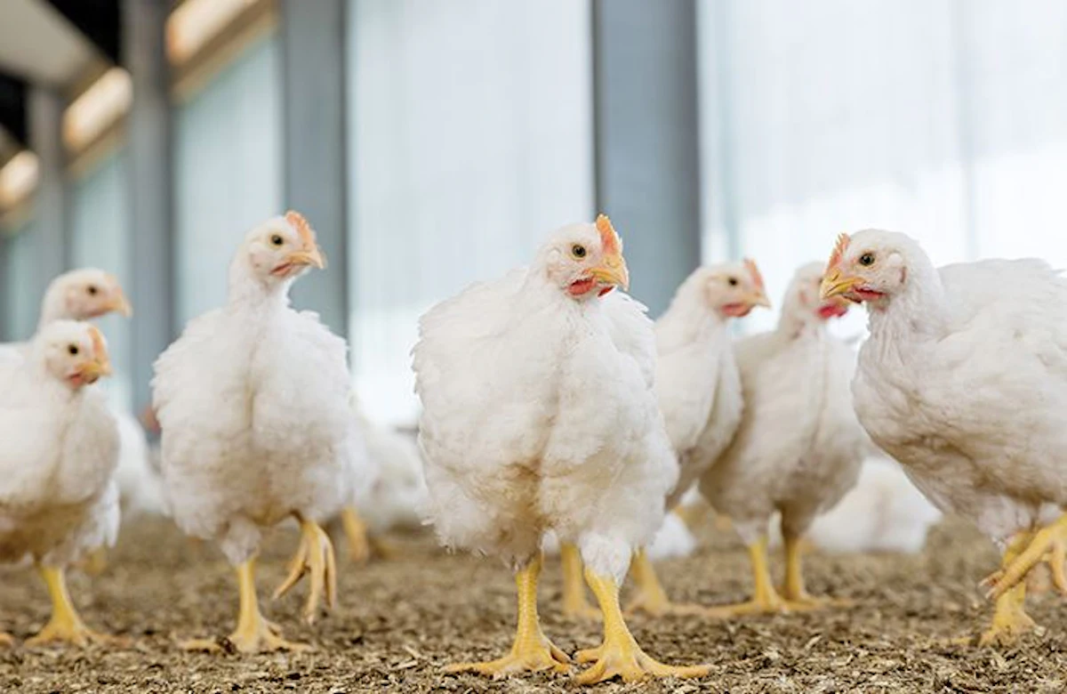 Top 10 broiler producers worldwide | WATTAgNet | WATTPoultry.com