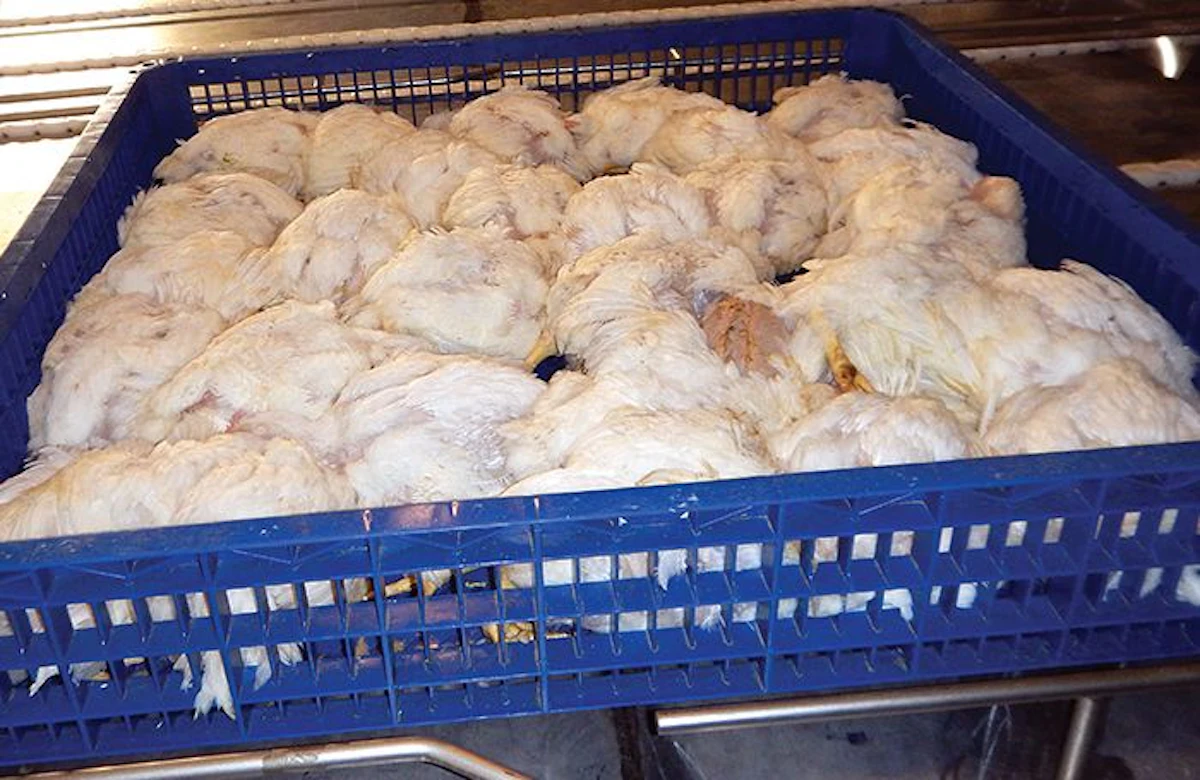 Tips for continuous improvement in poultry stunning | WATTAgNet ...