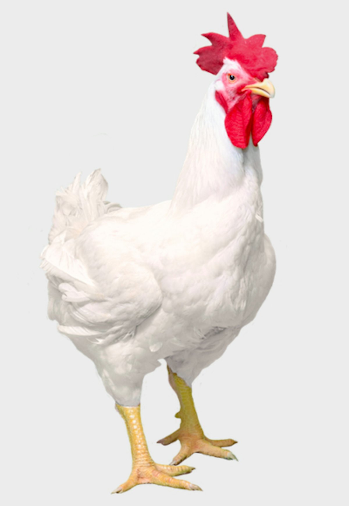 Cobb-Vantress Cobb Vantage male From: Cobb-Vantress | WATTPoultry.com