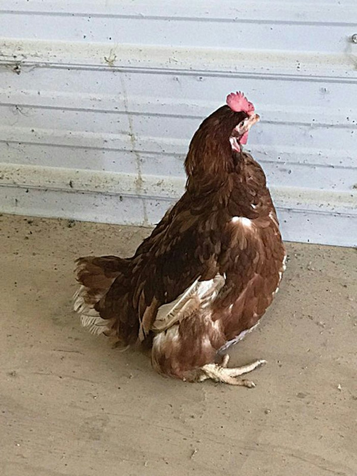 Studies verify industry reaction to false layer syndrome | WATTAgNet ...