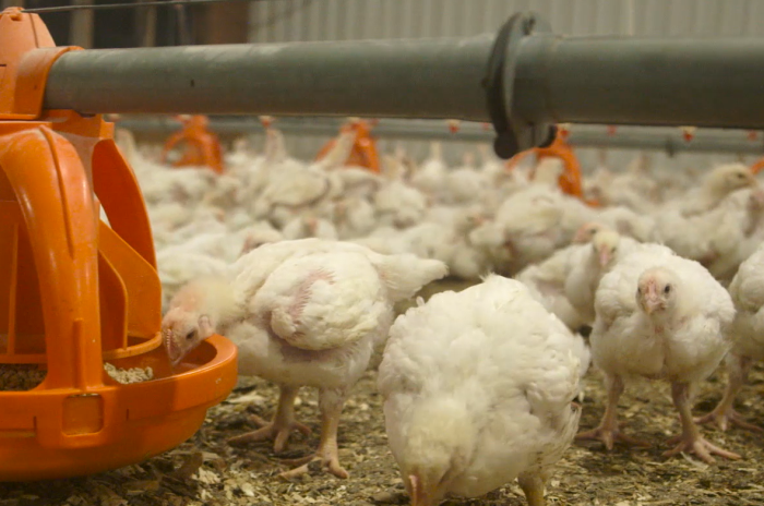 Poultry ventilation success requires attention to detail | WATTPoultry.com