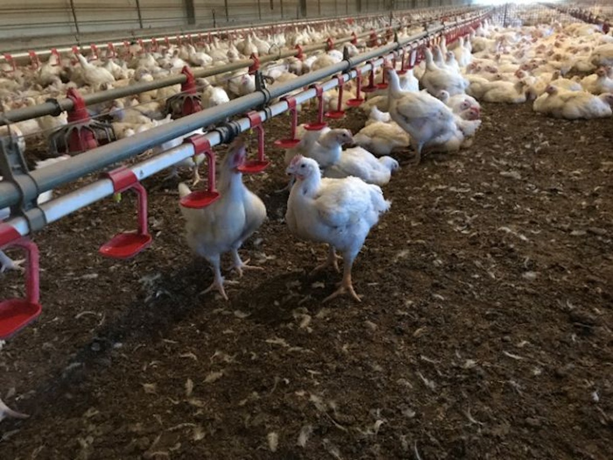 Importance of feed withdrawal and the loading process to the poultry ...