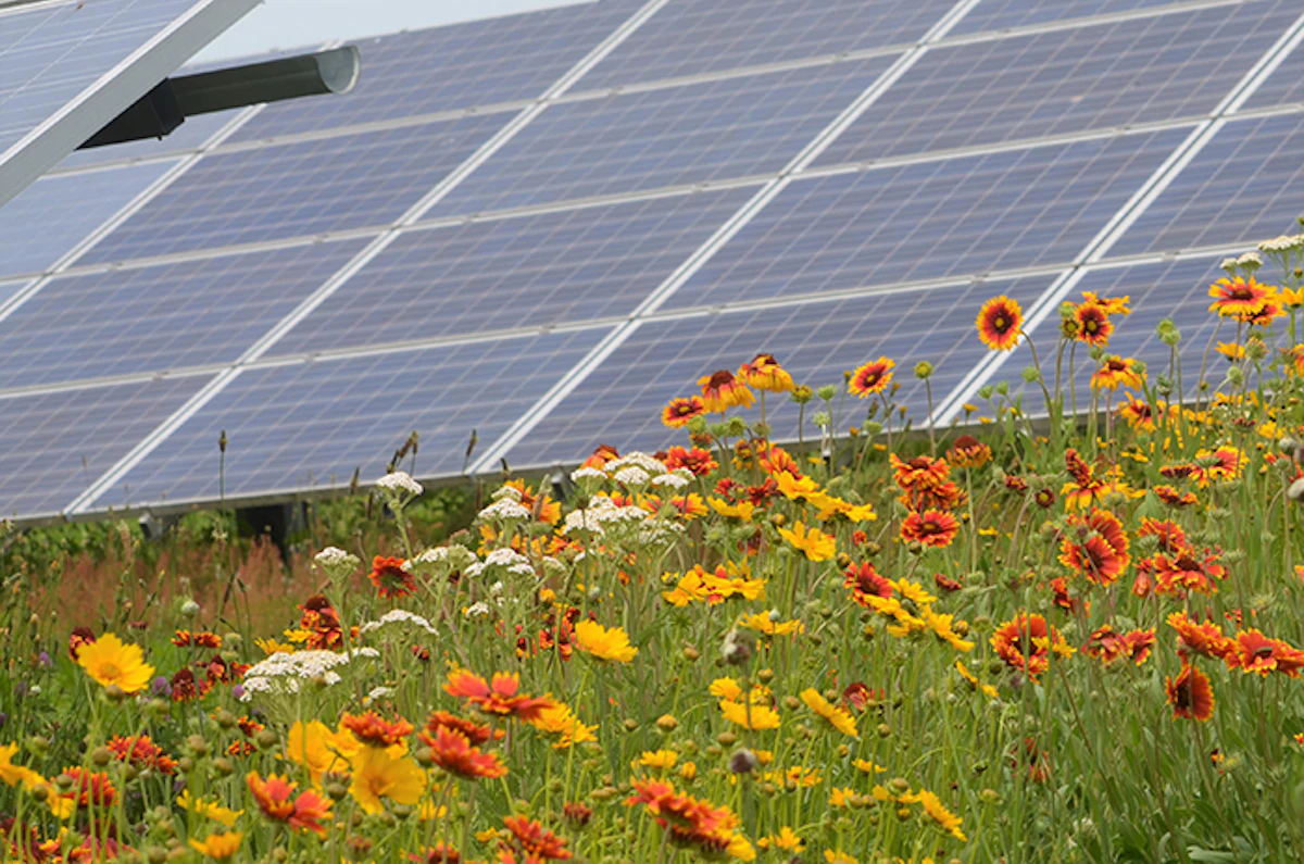 Perdue Farms installs pollinator-friendly solar habitat | WATTAgNet ...