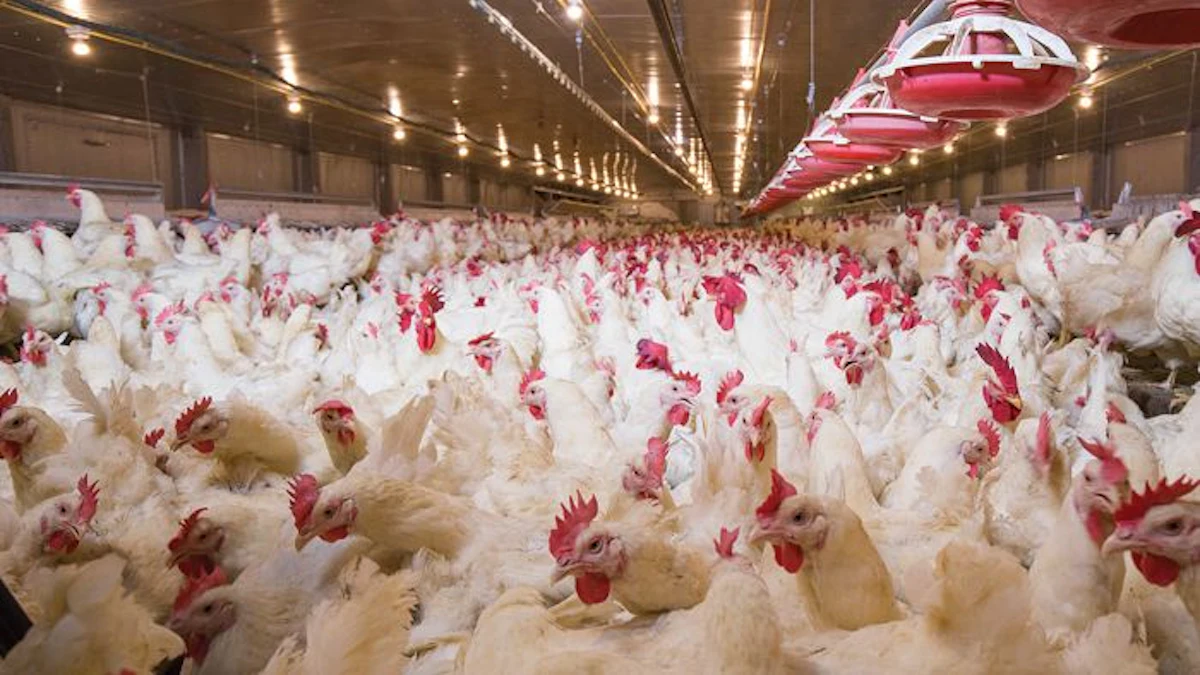 Top US broiler producers of 2020 data available | WATTPoultry.com