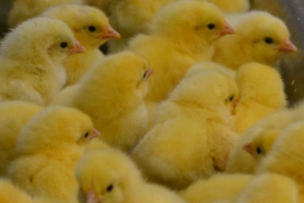 Tyson Foods expanding hatchery in Mississippi | WATTPoultry.com