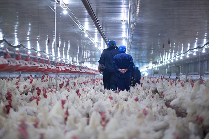 Avian reovirus: Tips for diagnosis, management and control | WATTAgNet ...