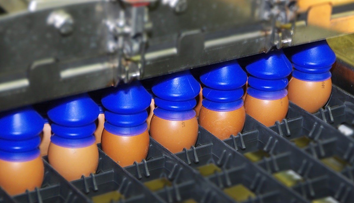 Egg sexing technology uses hyperspectral measurement | WATTAgNet ...