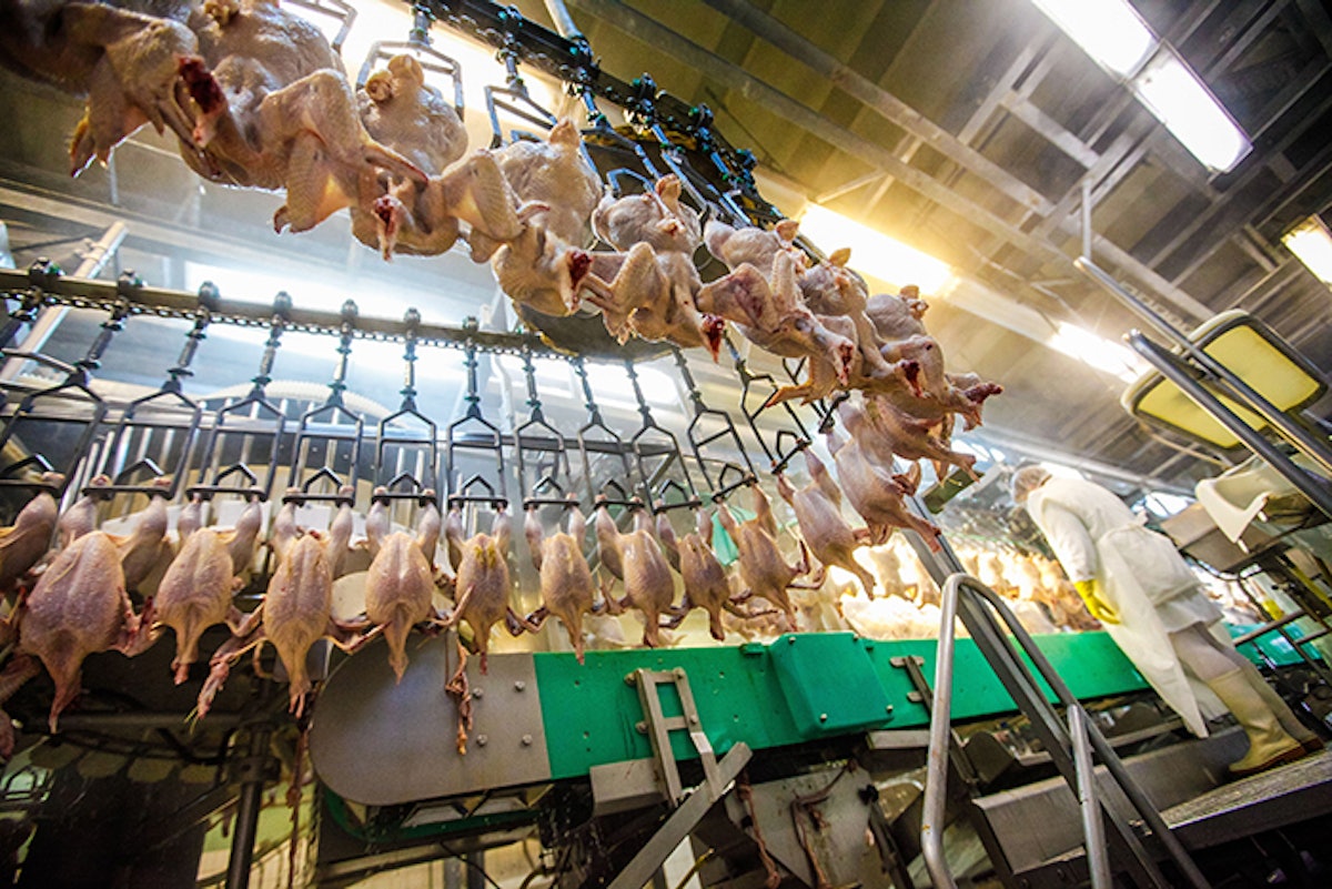 Robotics can augment human labor in poultry processing | WATTPoultry.com