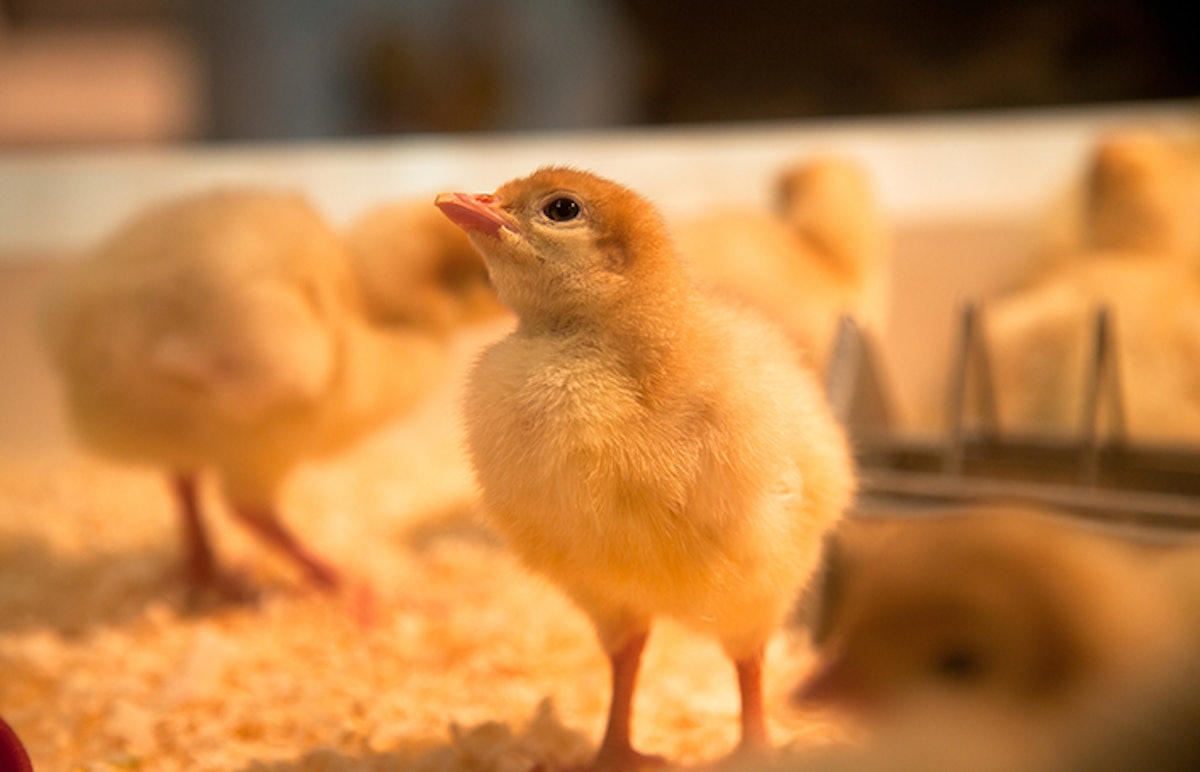 Acoustic monitoring gives clues to chick welfare | WATTPoultry.com
