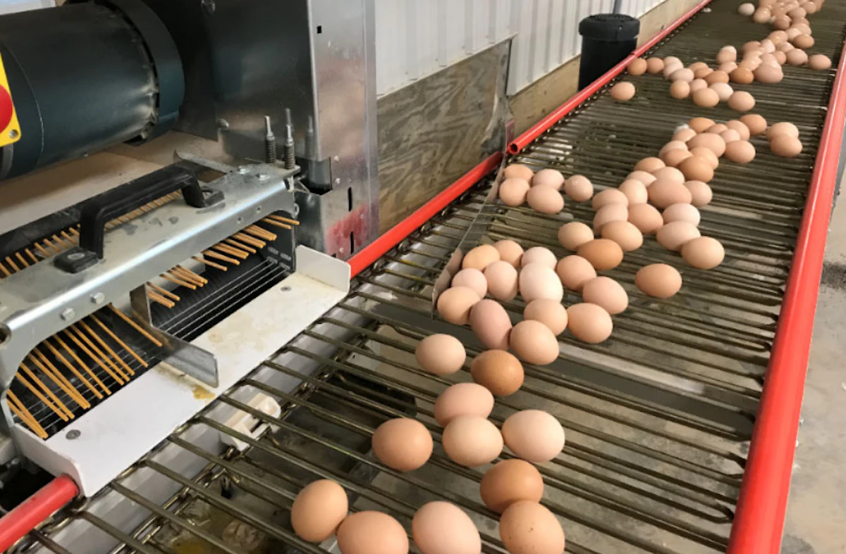 Lubing Systems L.P. breeder conveyor system | WATTPoultry.com