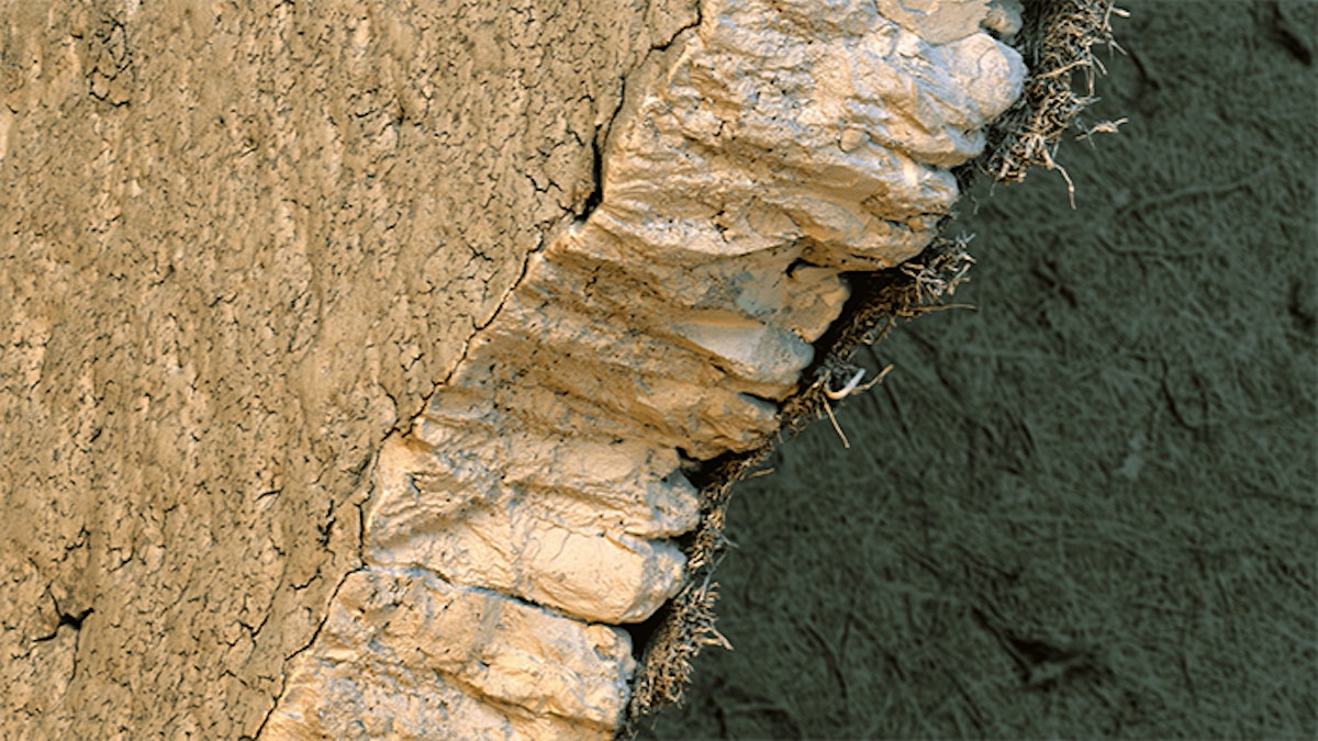 Short film reveals incredible insights into eggshell surface ...