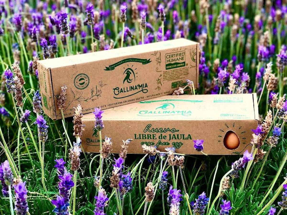 How Ovolab became Mexico’s largest cage-free egg company | WATTPoultry.com