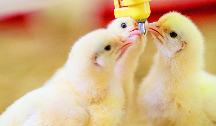 Top tips for feed and water management in broiler houses | WATTPoultry.com