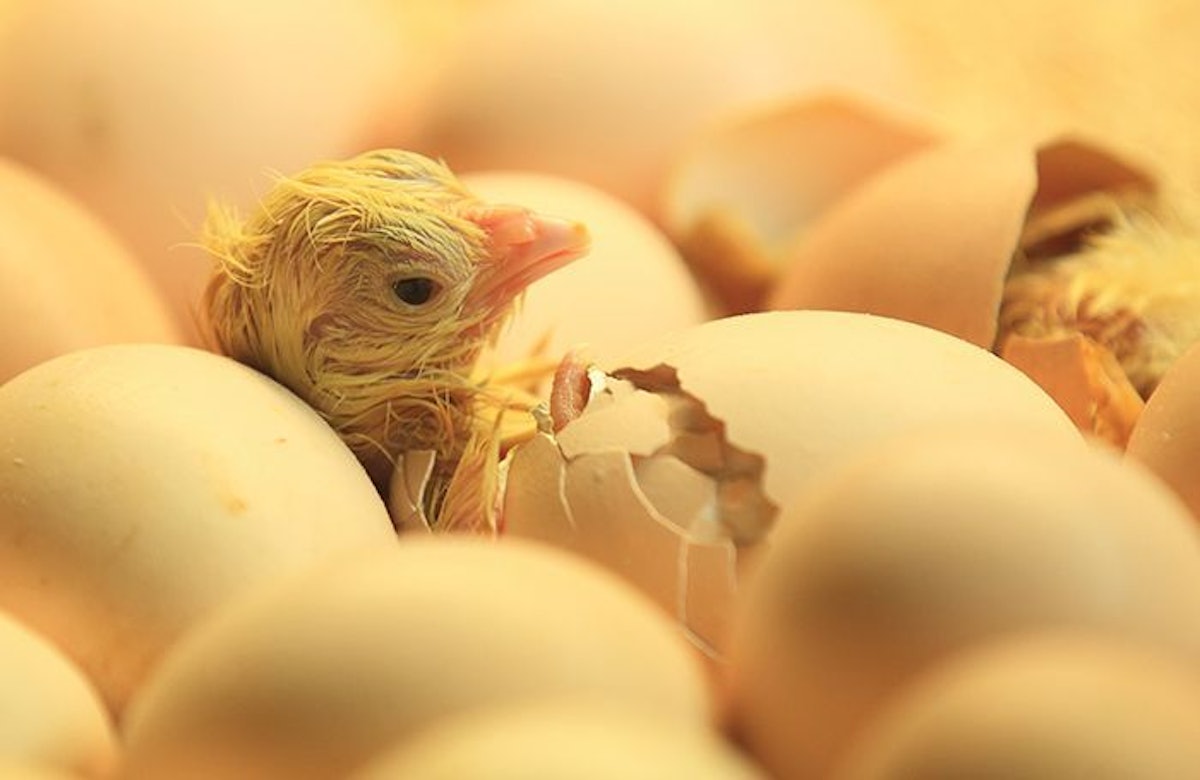 Can gene editing solve the male layer chick dilemma? | WATTPoultry.com