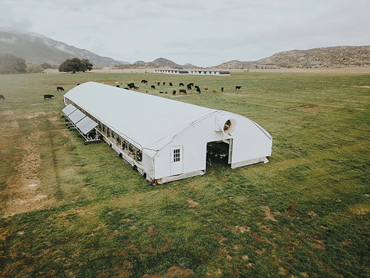 Perdue Farms to scale up pasture-raised chicken program | WATTPoultry.com