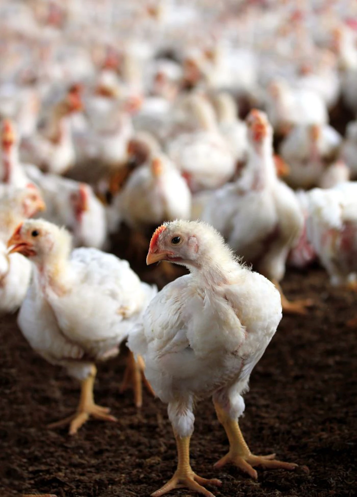 Shivi Rao of Cobb-Vantress reports on slowing broiler growth ...