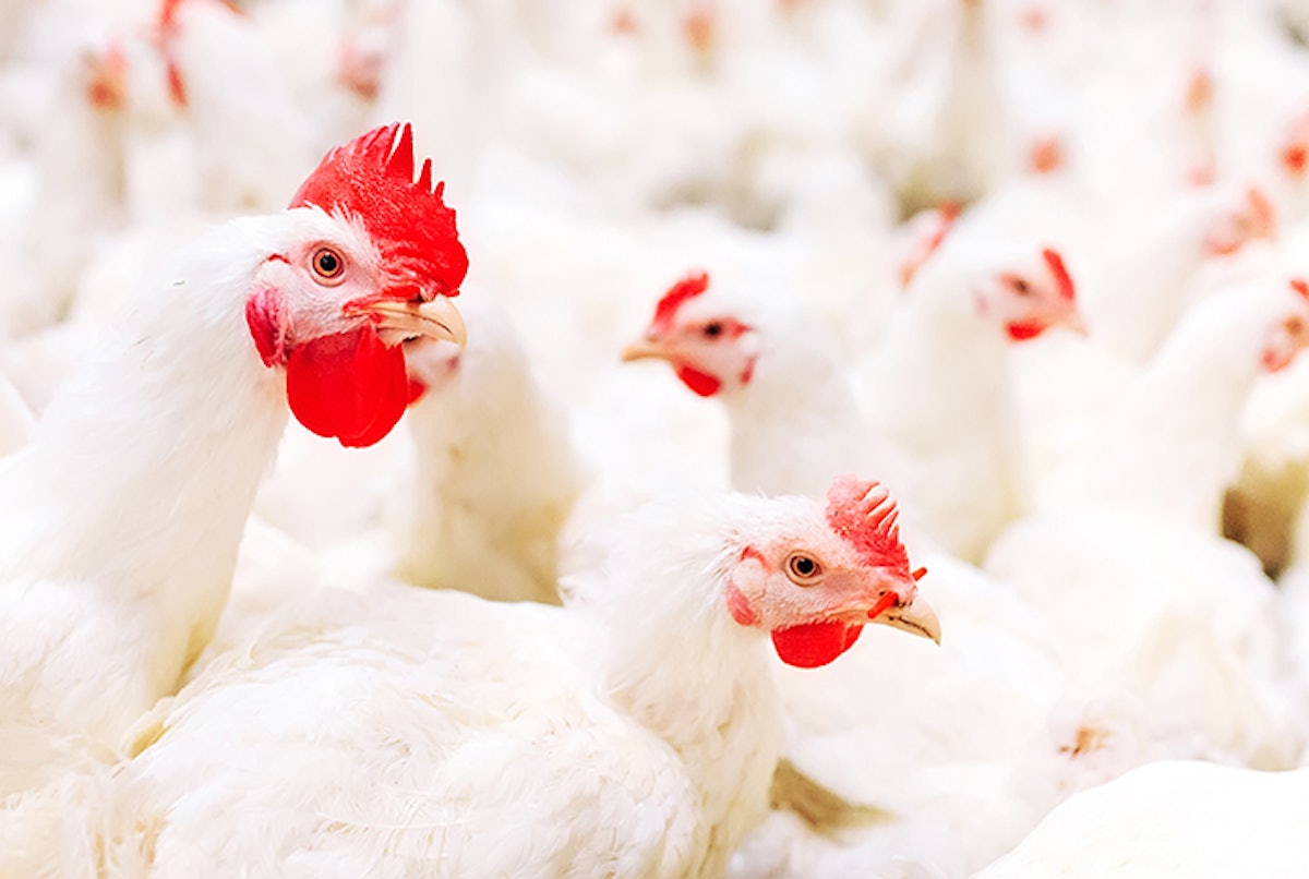 3D cameras could capture precision broiler weights | WATTPoultry.com