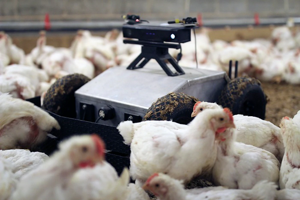 Could robots replace hourly employees in cage-free houses ...