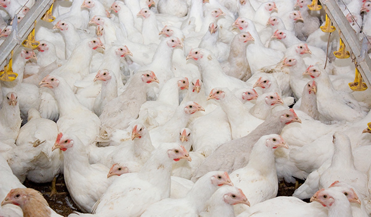 Best practices to control gangrenous dermatitis in poultry ...