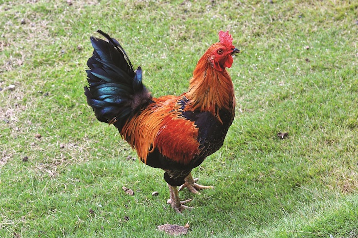 Philippines’ chicken production should expand in 2022 | WATTPoultry.com