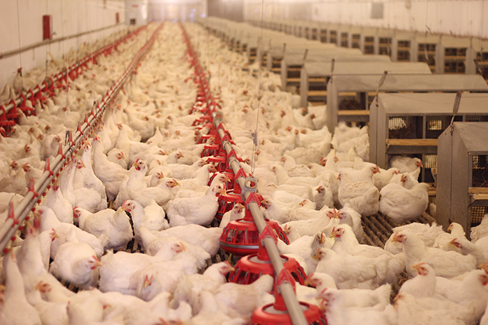 Study evaluates vaccine strategy for false layer syndrome | WATTPoultry.com