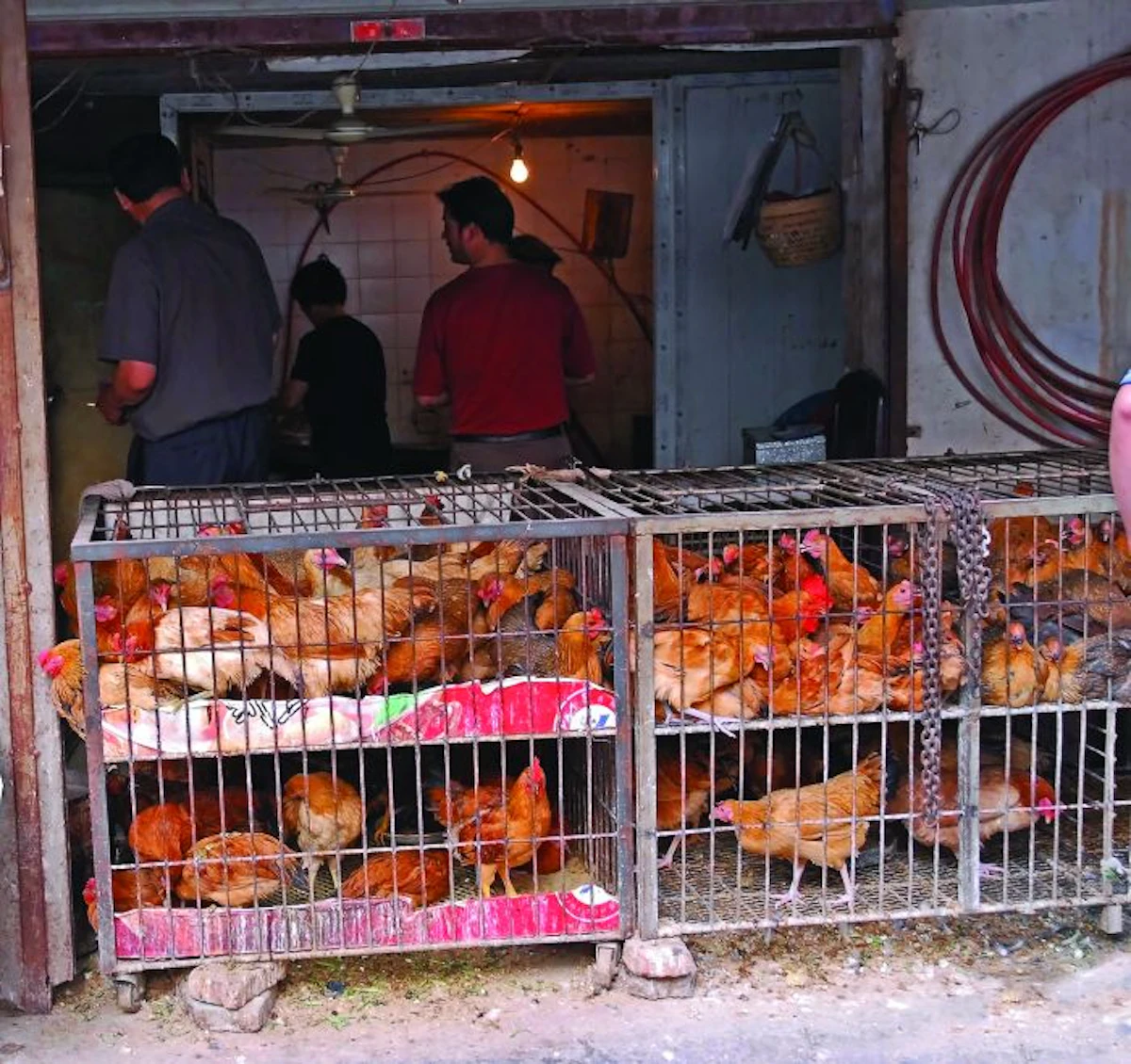 China’s chicken production to contract in 2022 | WATTPoultry.com
