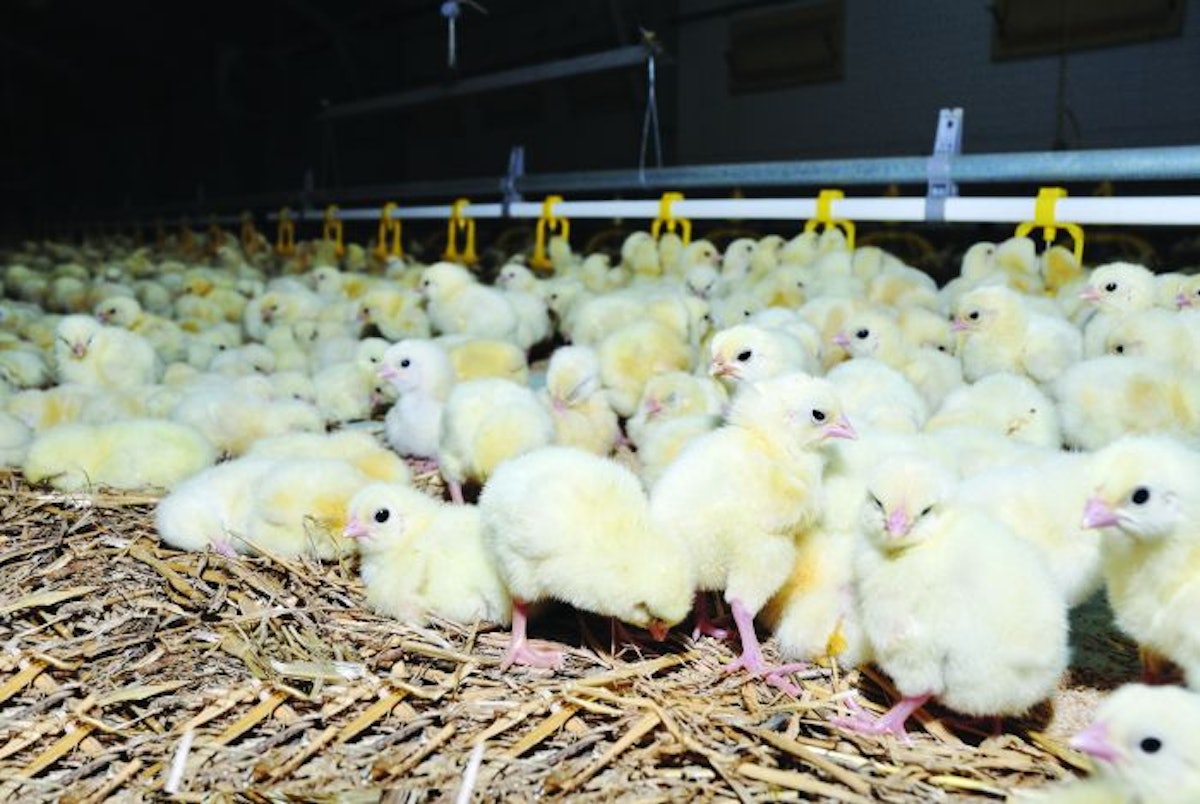 How to optimize broiler house lighting | WATTPoultry.com