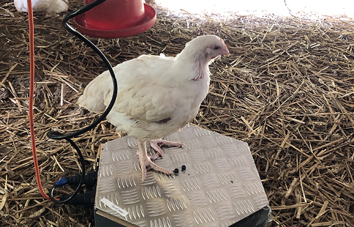 Japfa trials poultry weighing technology in Indonesia | WATTPoultry.com