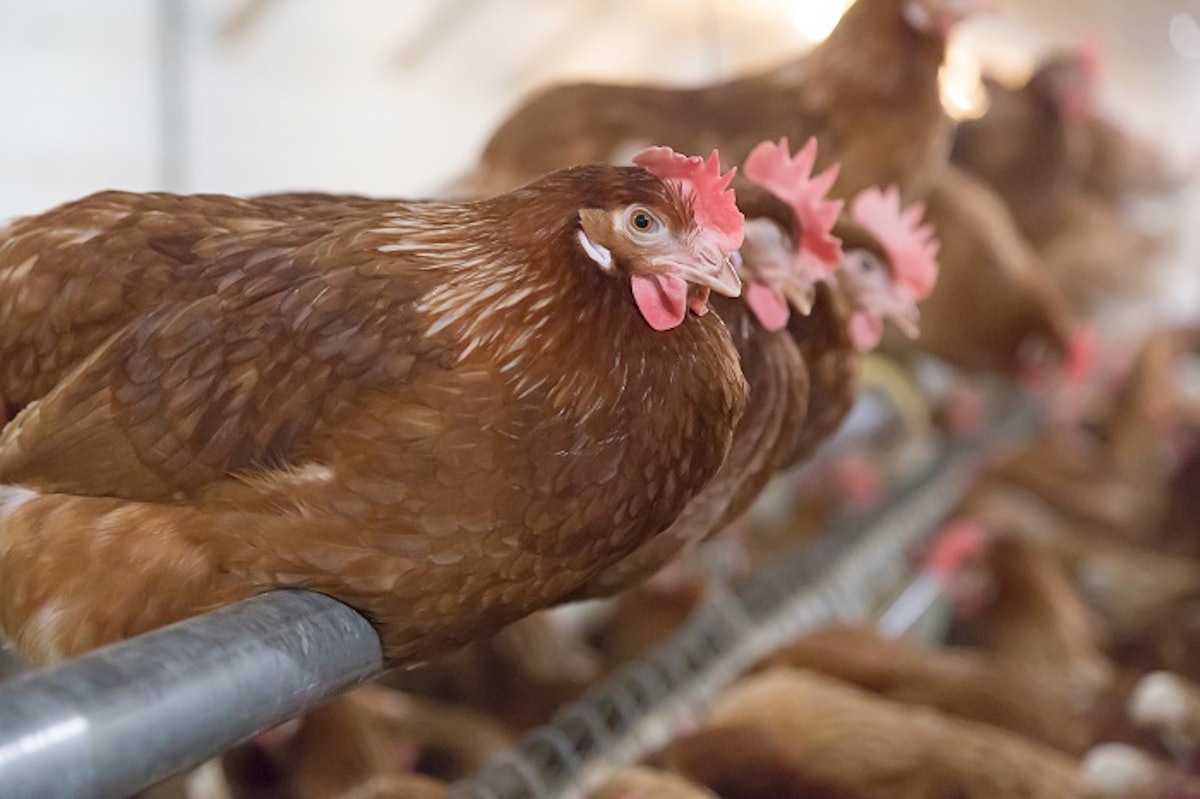 Cal-Maine Foods sees record quarterly net sales, up 110% | WATTPoultry.com