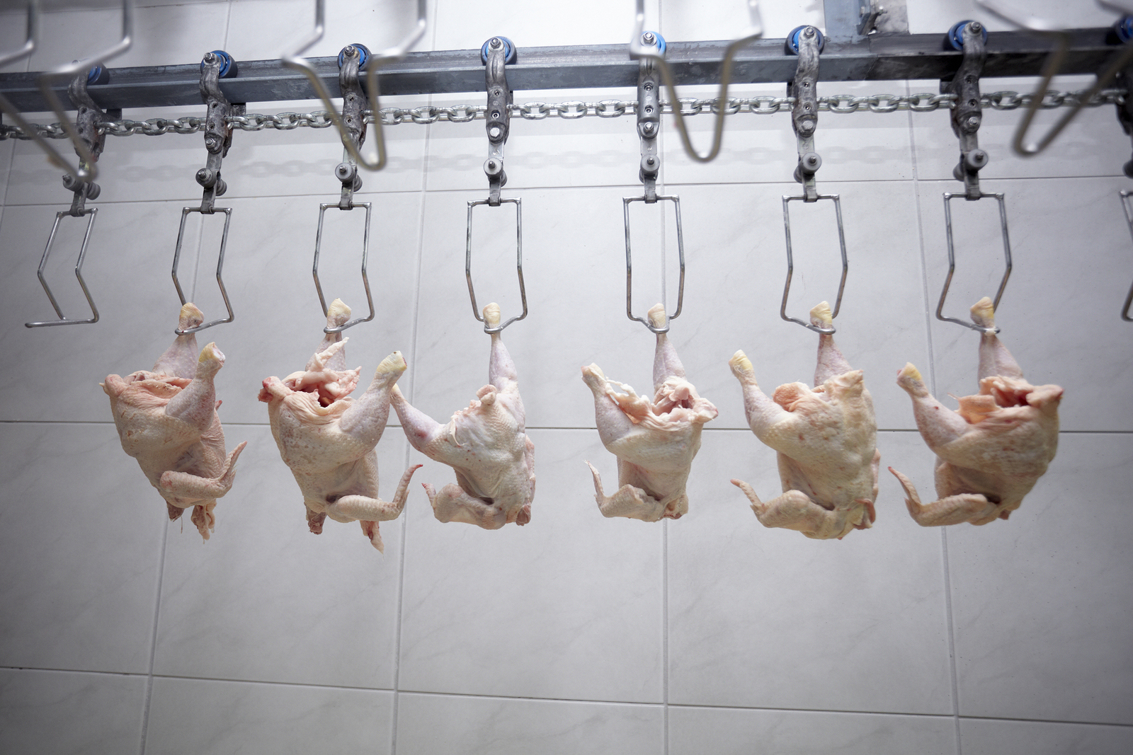 Poultry processing robotics research to improve grip design ...