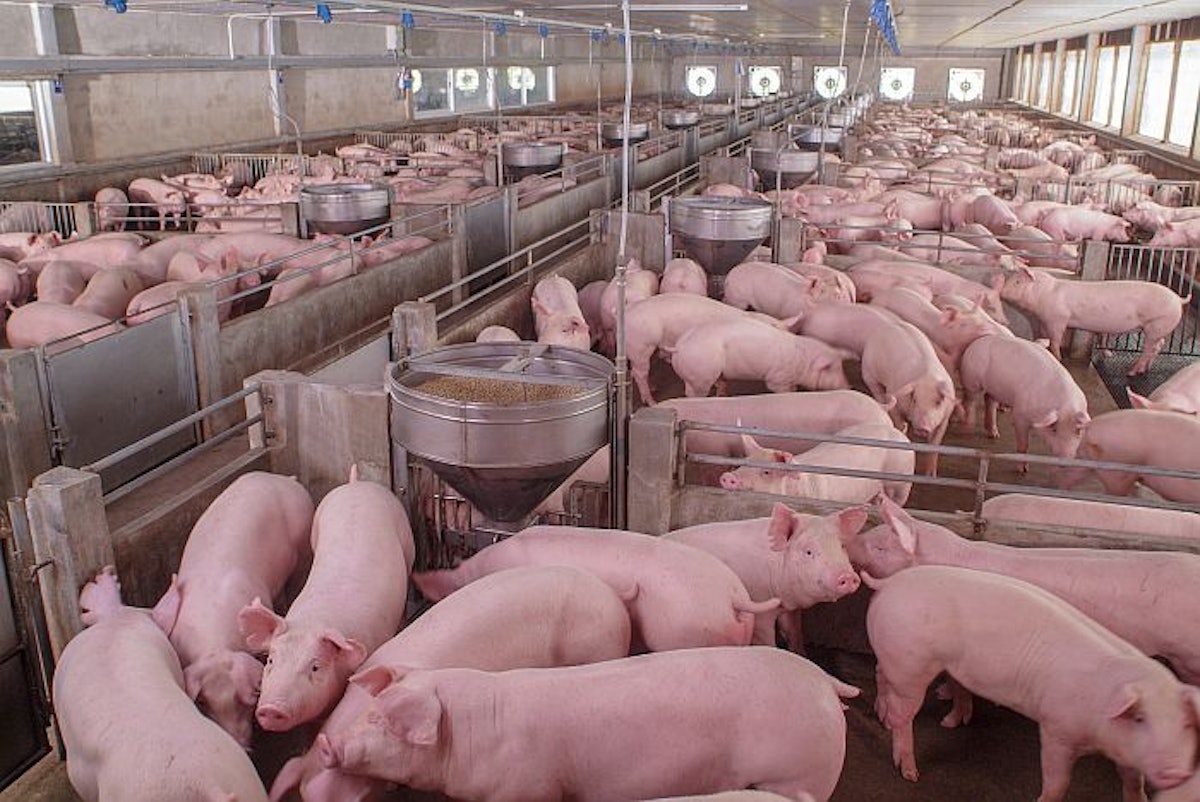 Bachoco to buy Mexican pork, feed company Norson Holding | WATTPoultry.com