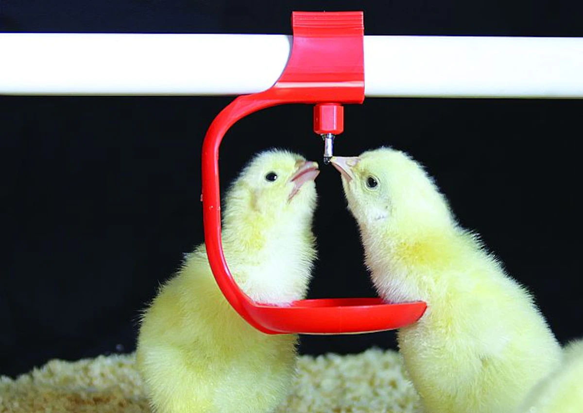 10 tips for ensuring clean poultry drinking water | WATTPoultry.com