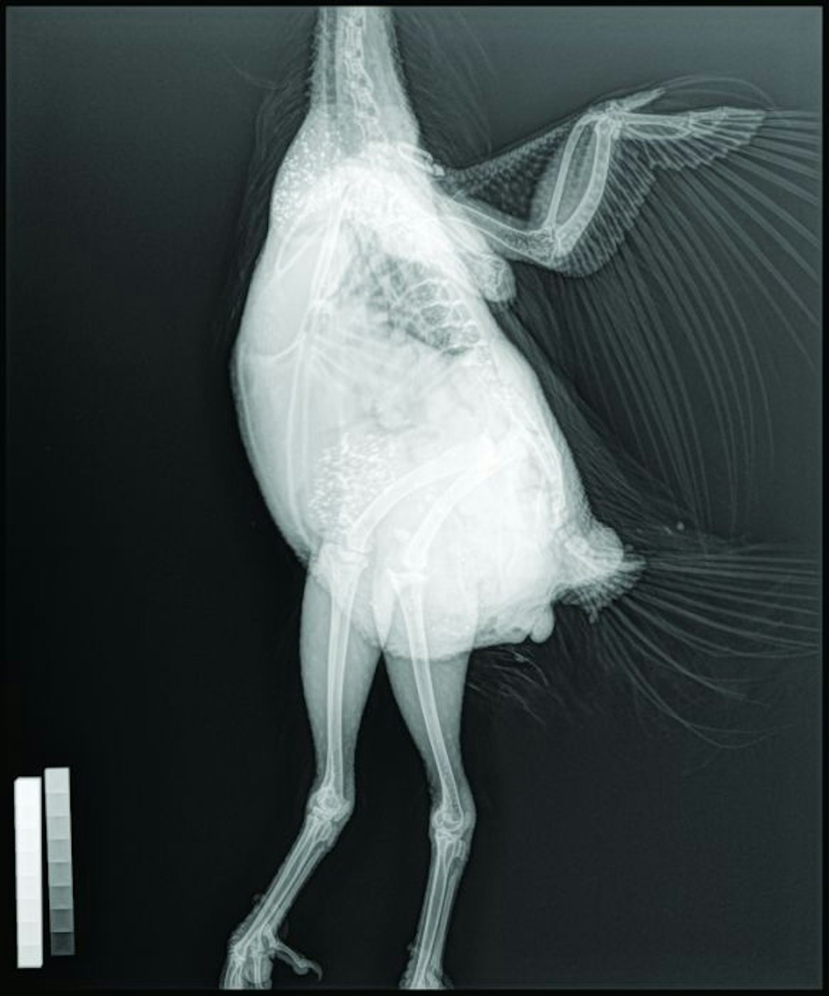New X-ray procedure could transform layer breeding | WATTPoultry.com